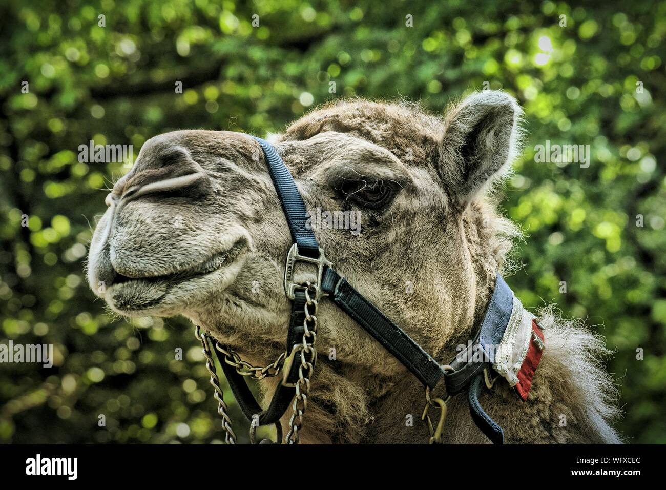 Camel Bridle High Resolution Stock Photography and Images - Alamy