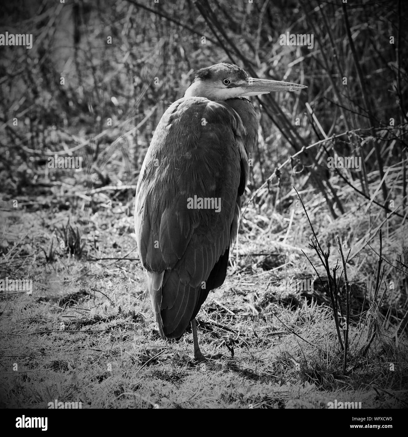 Heron Rear View High Resolution Stock Photography and Images - Alamy