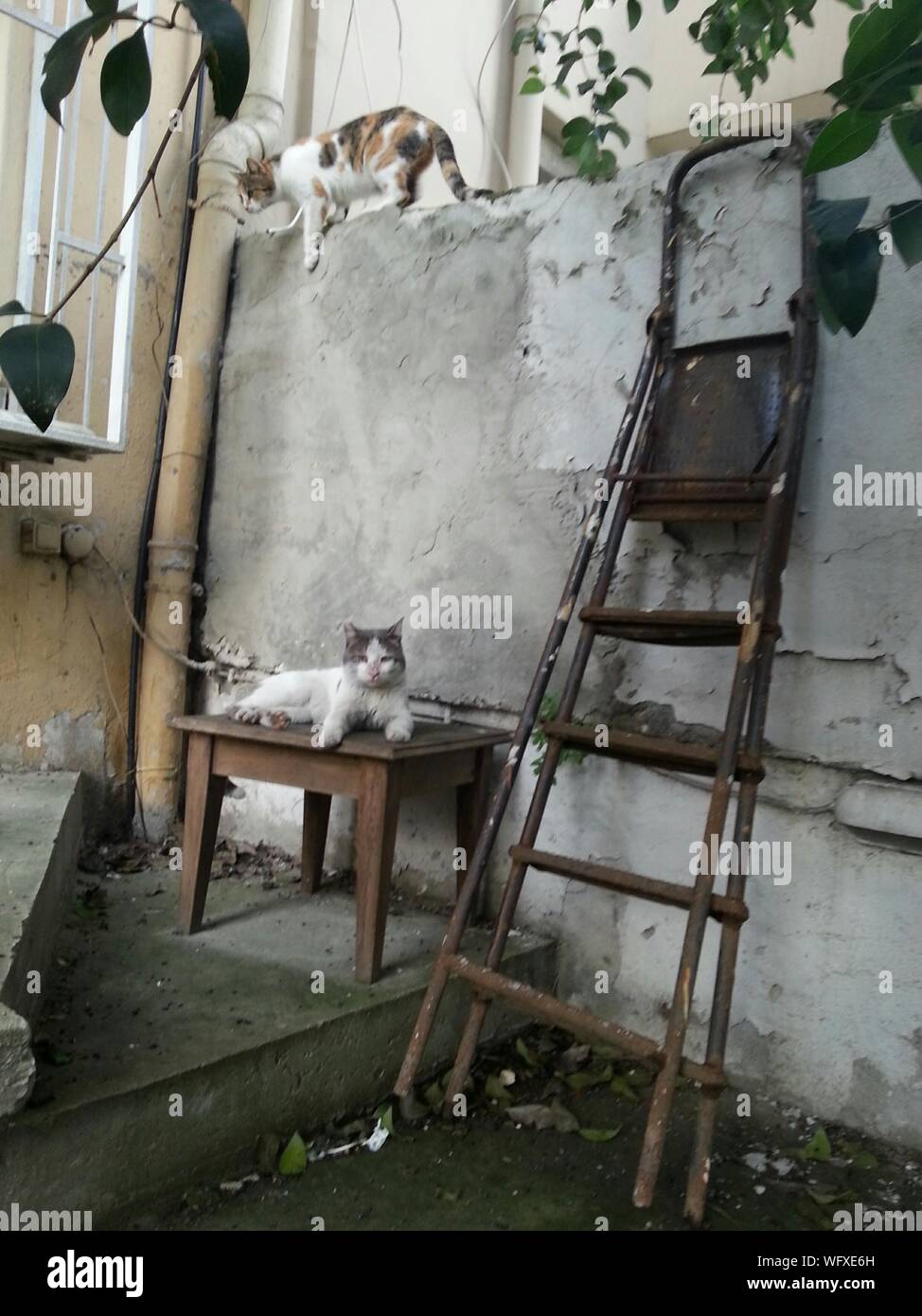 Two Cats Outside Domestic High Resolution Stock Photography and Images ...