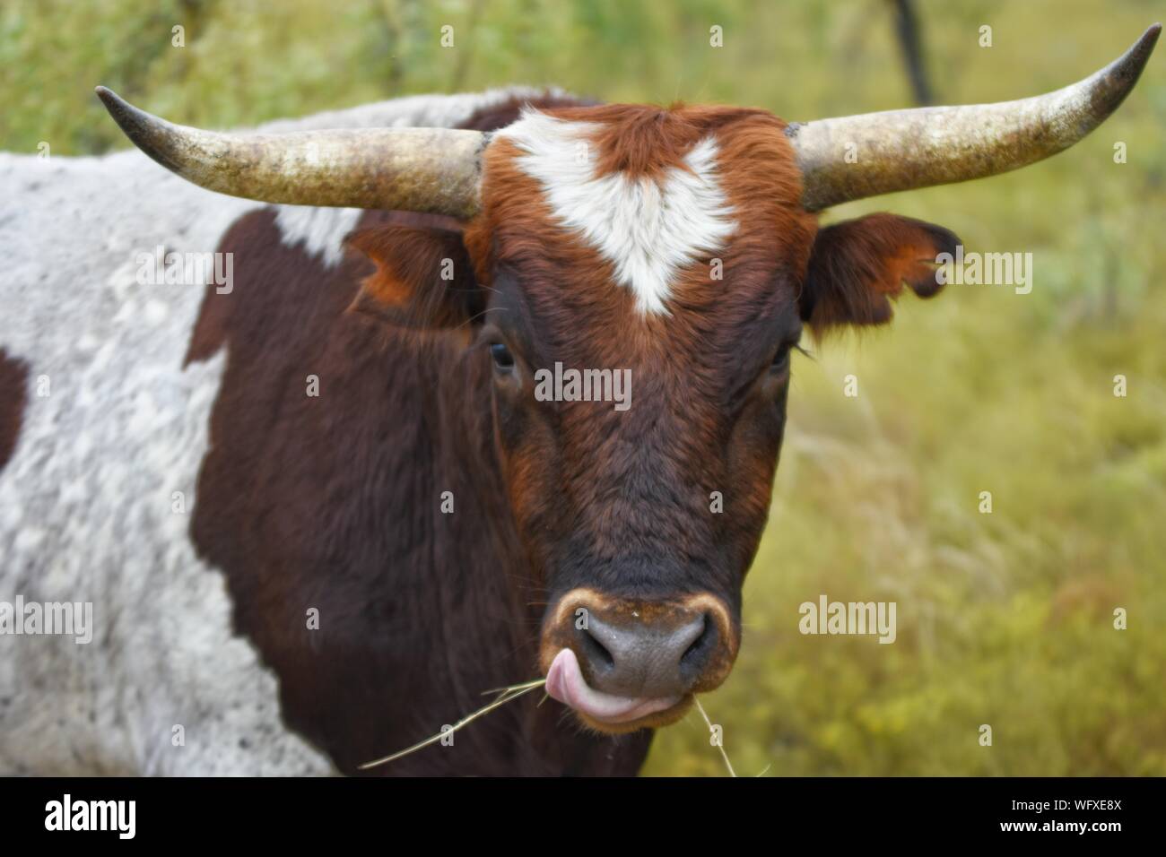 Longhorn portrait hi-res stock photography and images - Alamy