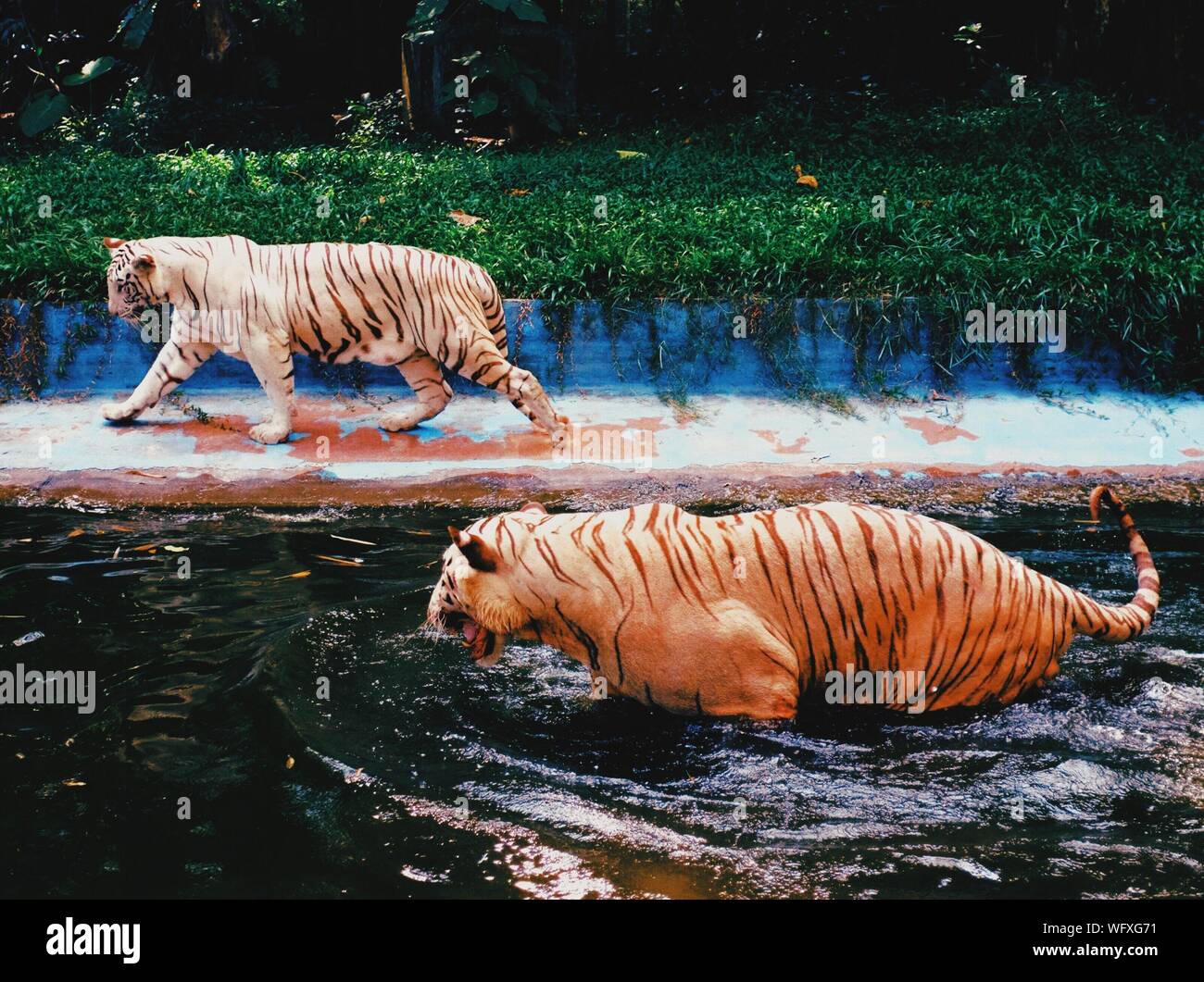 Tigers Swimming High Resolution Stock Photography and Images - Alamy