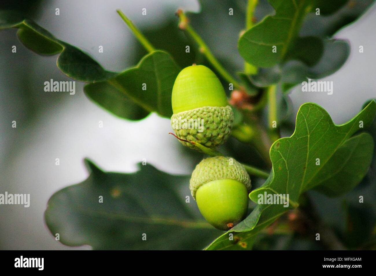 Acorn growing on oak tree hi-res stock photography and images - Alamy