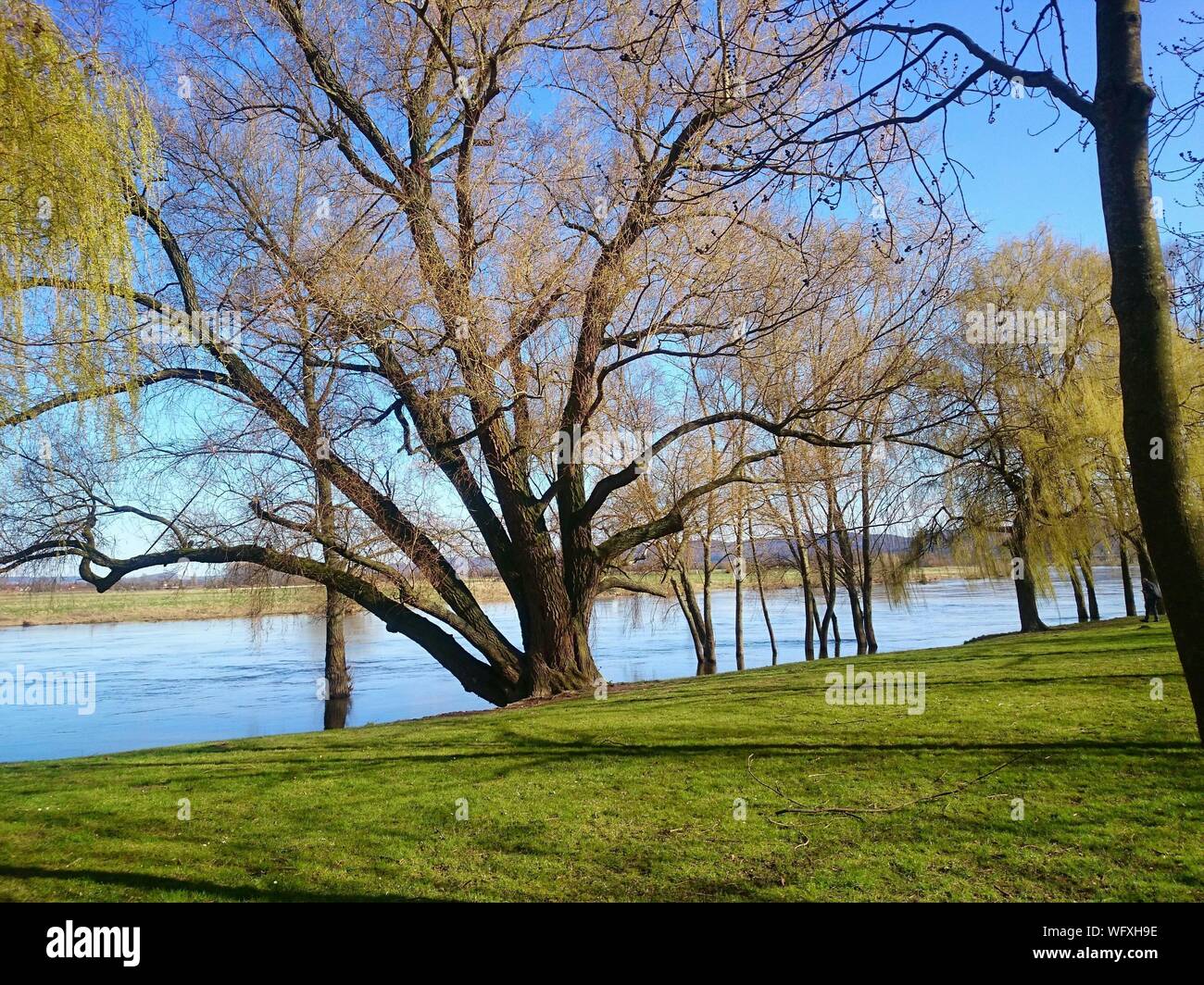 Big Tree By River Stock Photo - Alamy