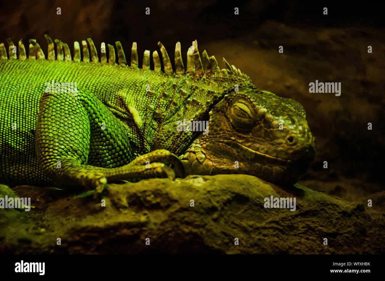Iguana sleeping hi-res stock photography and images - Alamy