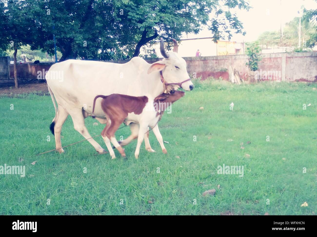 Calf walking on grass hi-res stock photography and images - Alamy