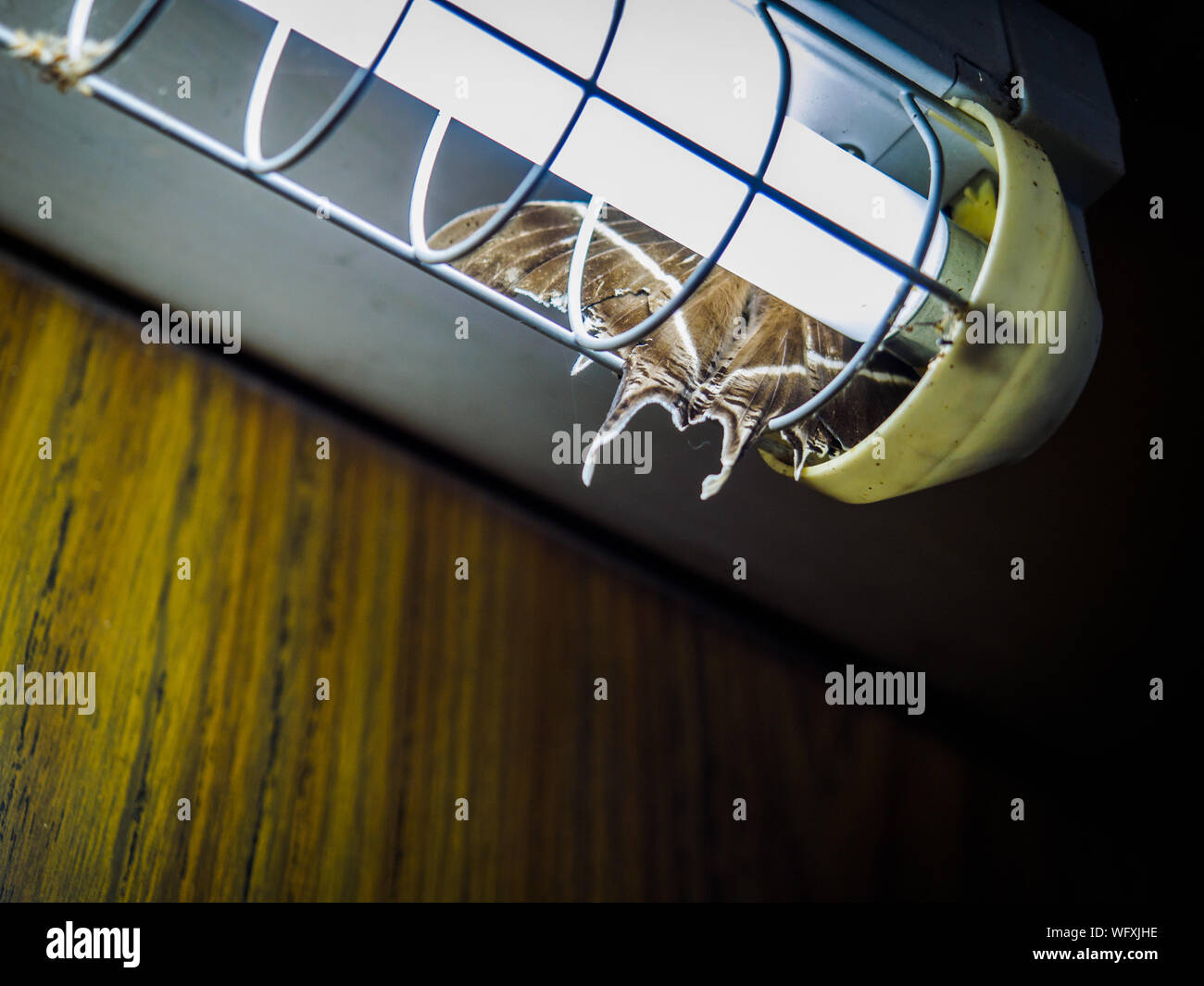 Moth Light High Resolution Stock Photography and Images - Alamy