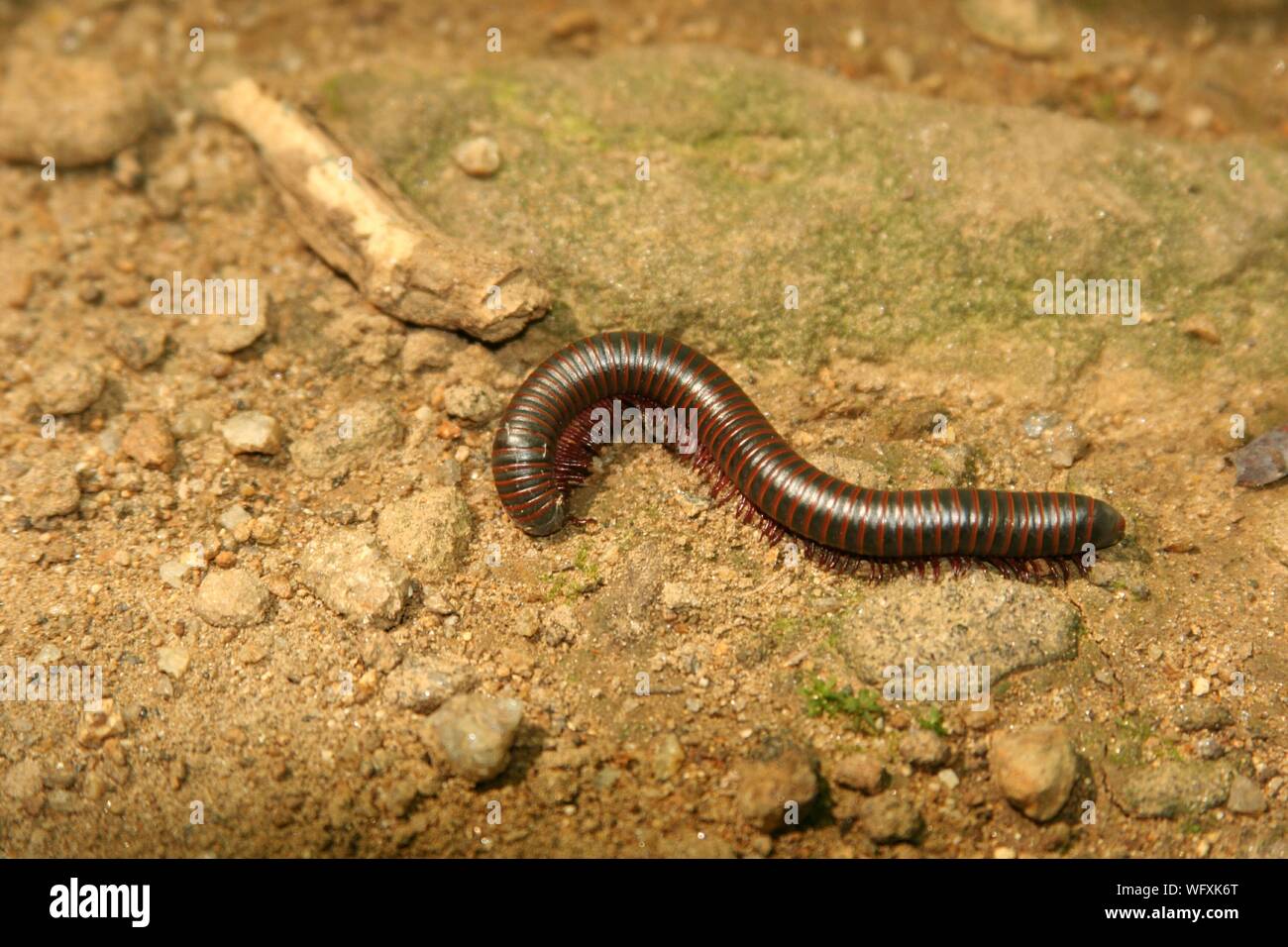 Close up worm hi-res stock photography and images - Alamy