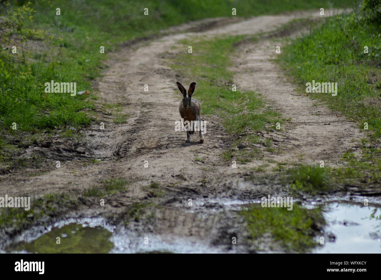 Rabbit on dirt road hi-res stock photography and images - Alamy