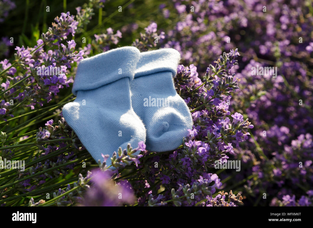 Baby purple socks hi-res stock photography and images - Alamy