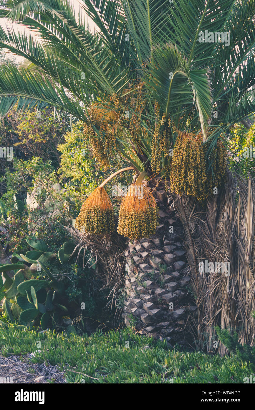 Date palm tree growing in hi-res stock photography and images - Alamy
