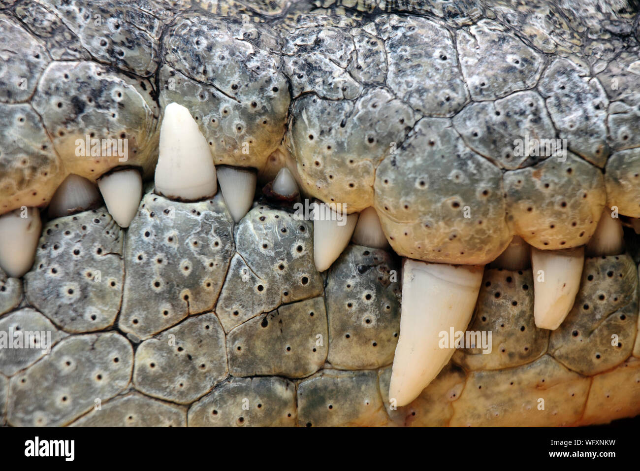 Crocodile mouth hi-res stock photography and images - Alamy