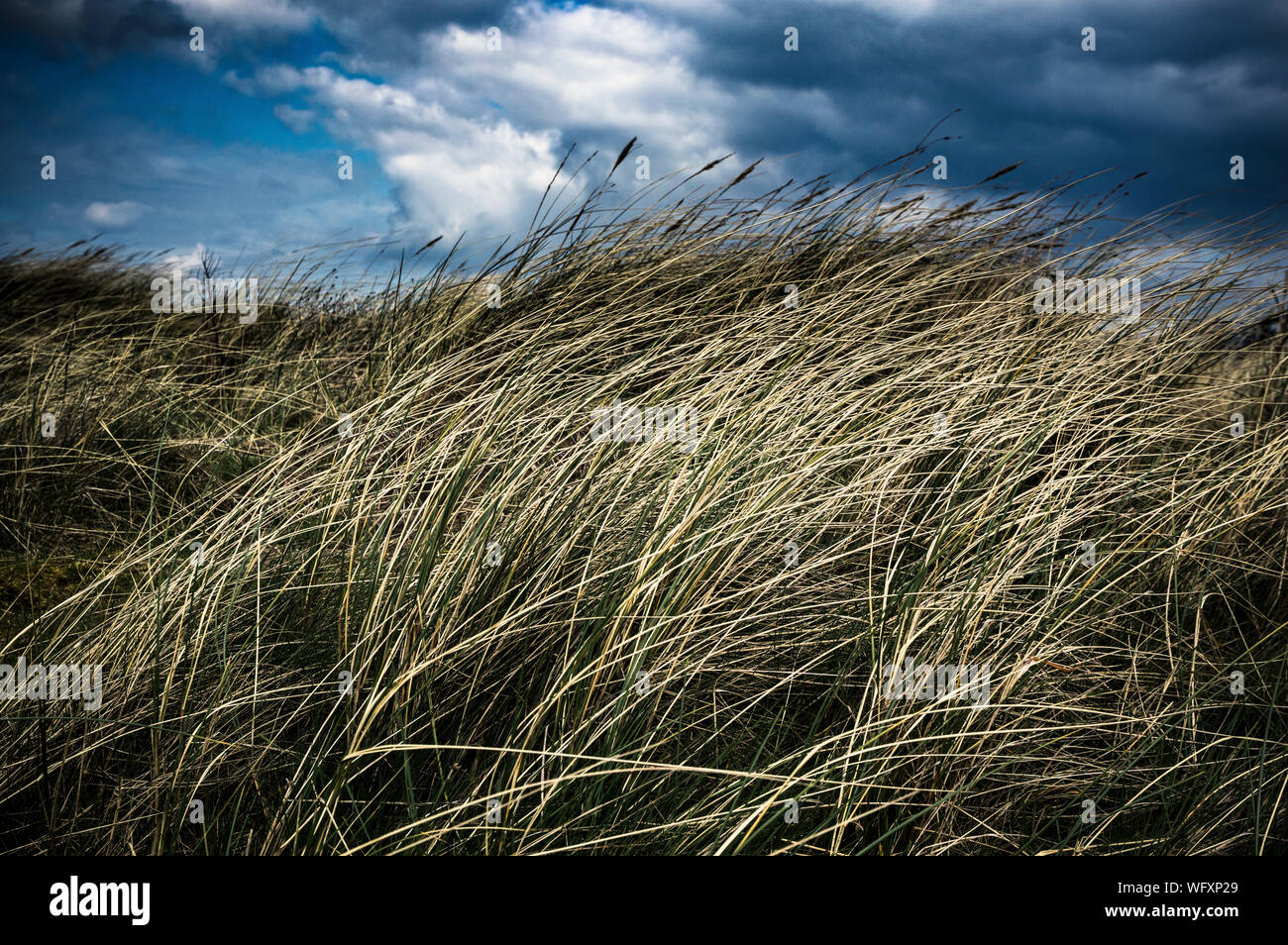 Blowing grass hi-res stock photography and images - Alamy