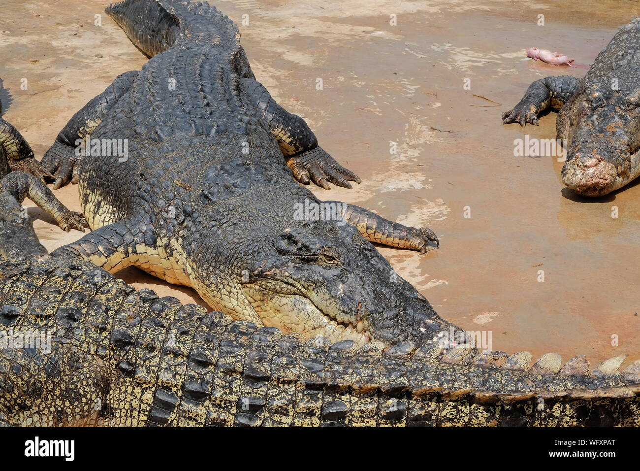 Three crocodiles hi-res stock photography and images - Alamy