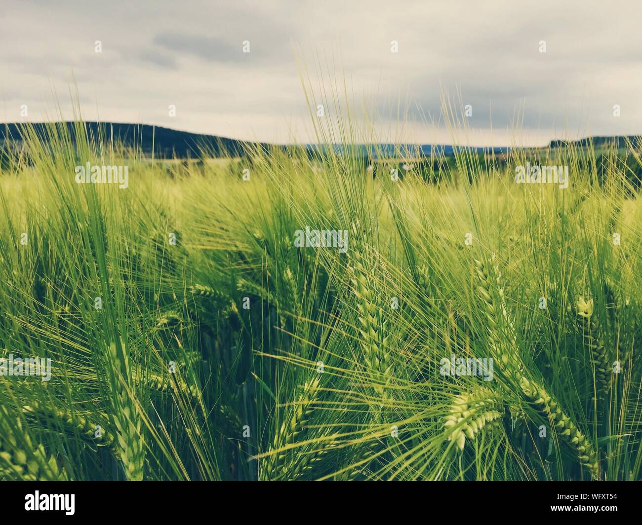 Wheat crops growing field sky cereal plant hi-res stock photography and ...