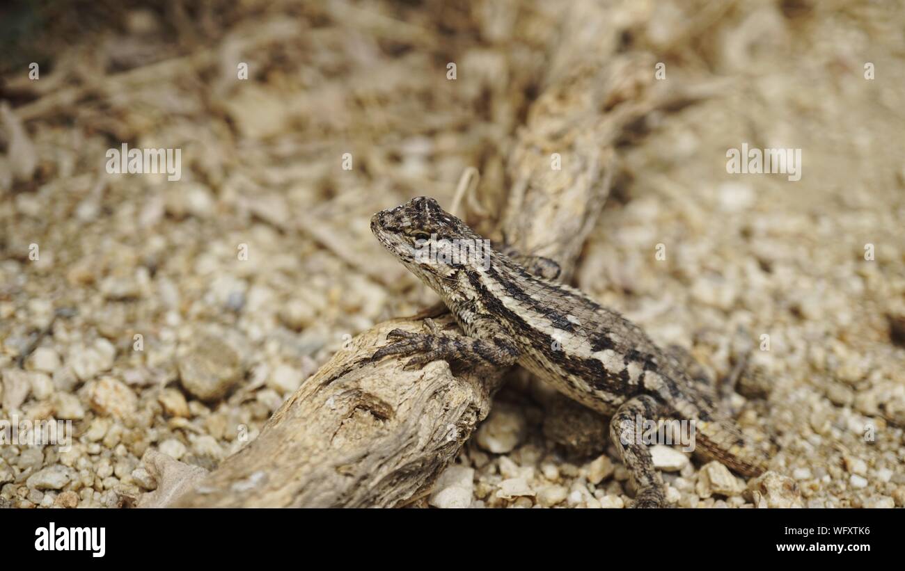 Lizard On Stick High Resolution Stock Photography and Images - Alamy