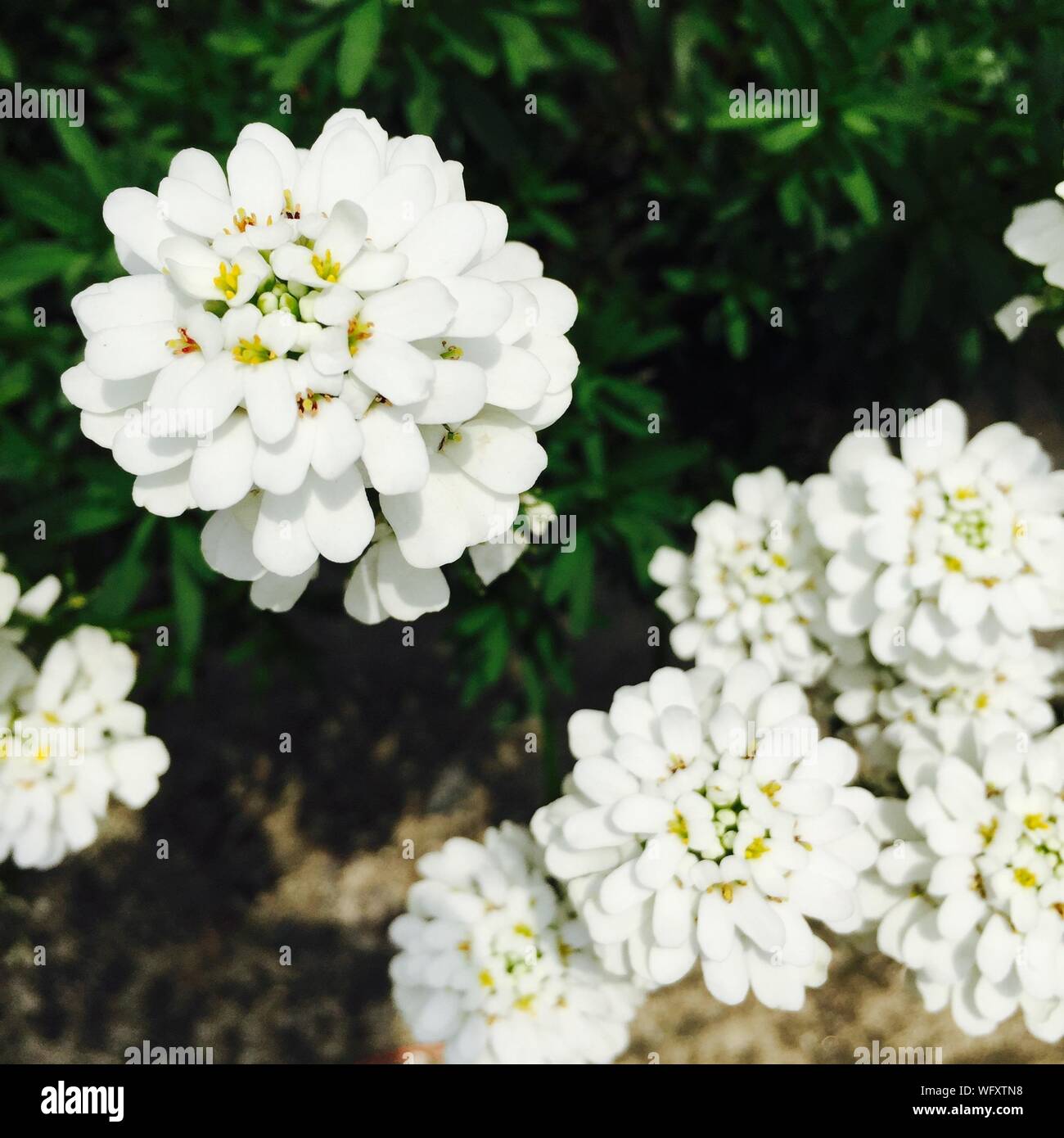 White candytuft hi-res stock photography and images - Alamy