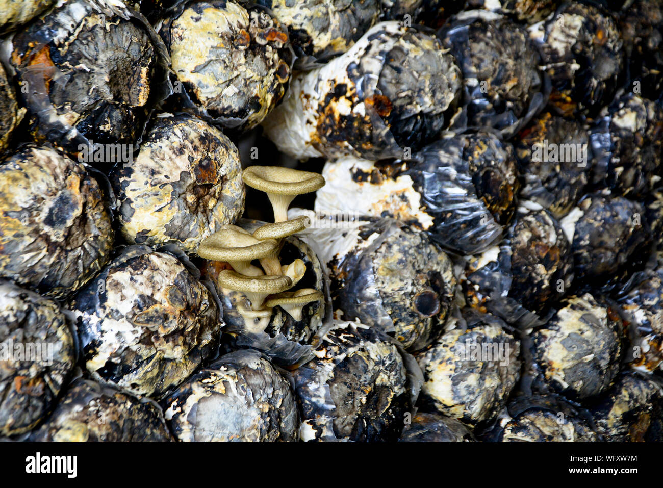 Large barnacles hi-res stock photography and images - Alamy