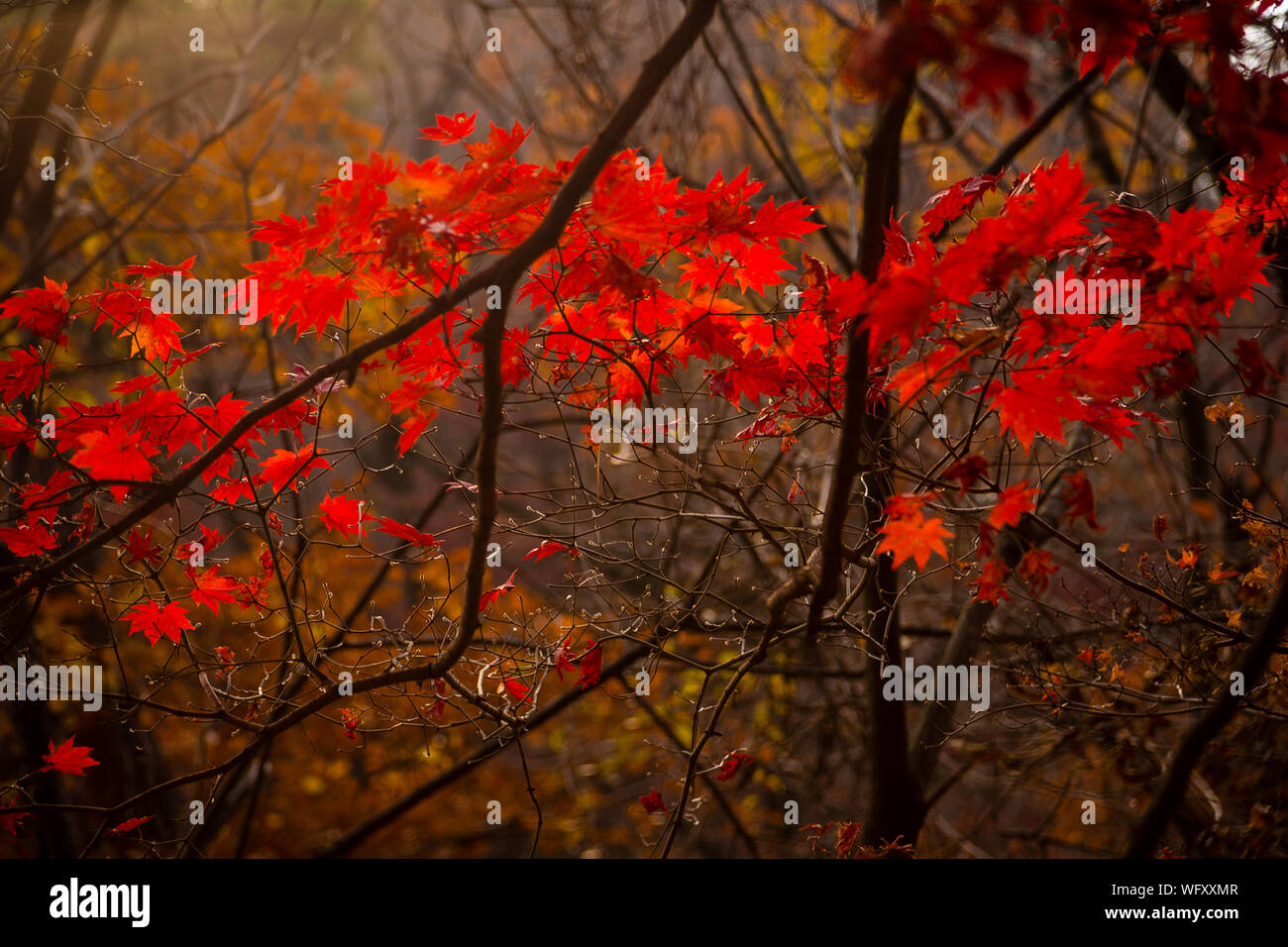 Maples leaves hi-res stock photography and images - Alamy