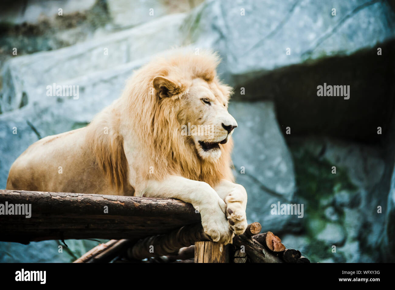 Lion den hi-res stock photography and images - Alamy