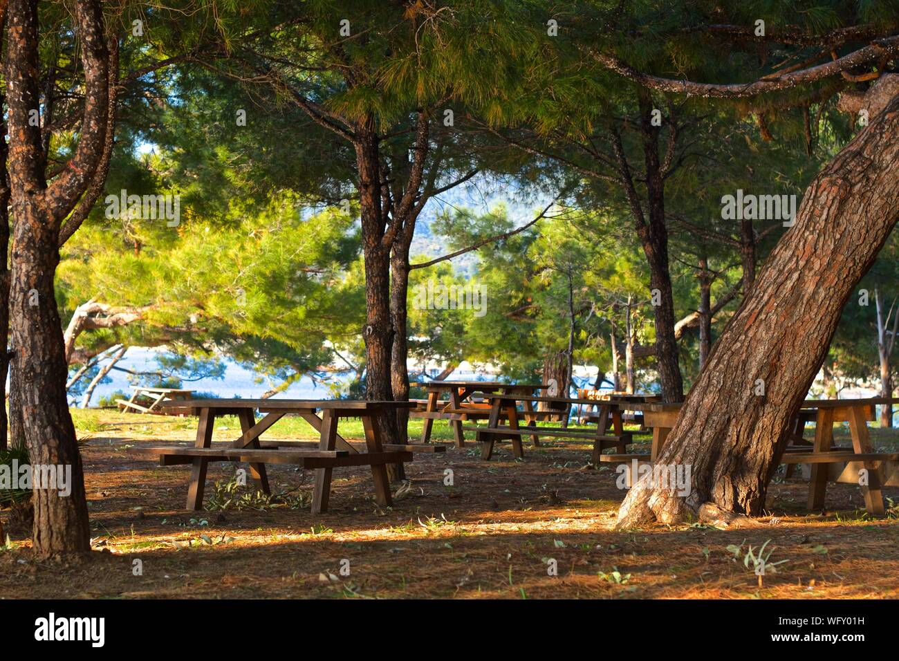 Table Under Trees High Resolution Stock Photography and Images - Alamy