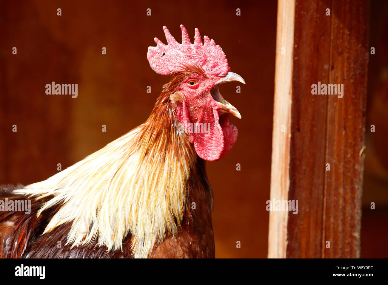 Chicken mouth open hi-res stock photography and images - Alamy