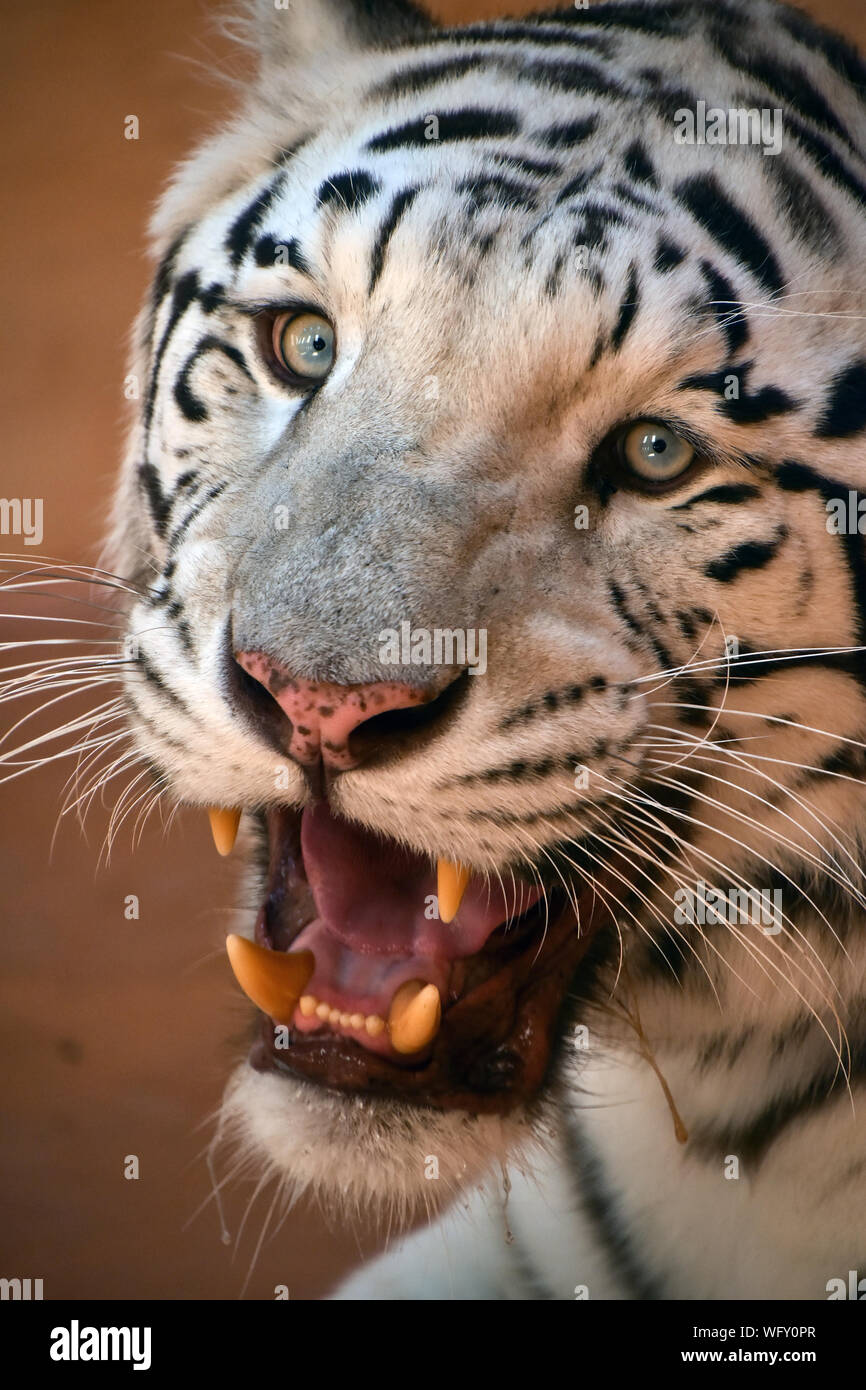 Snarling Tiger High Resolution Stock Photography and Images - Alamy