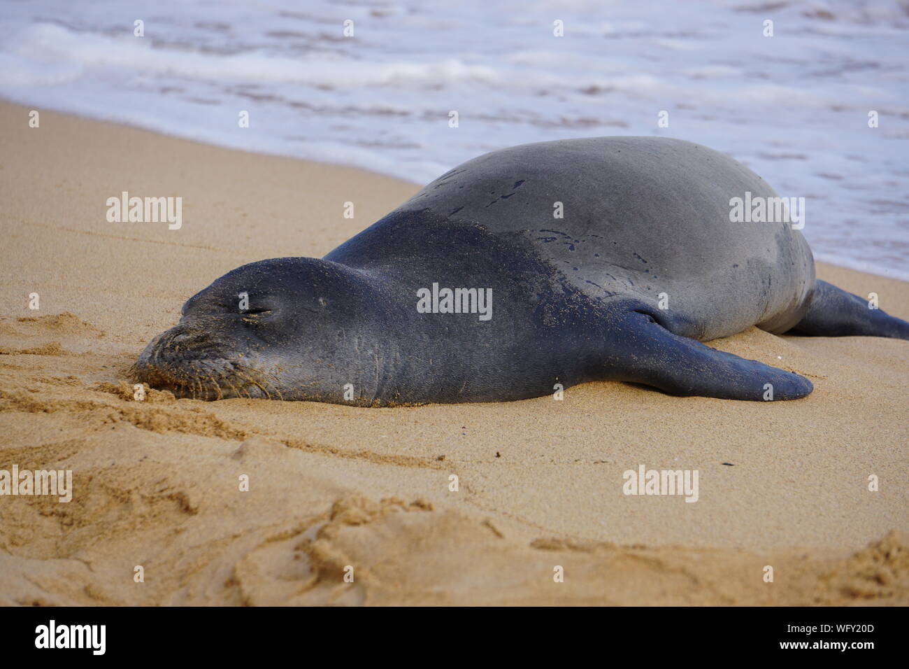Hawaiian Monk Seal rests on Poipu Beach in Kauai. The monk seal, an ...