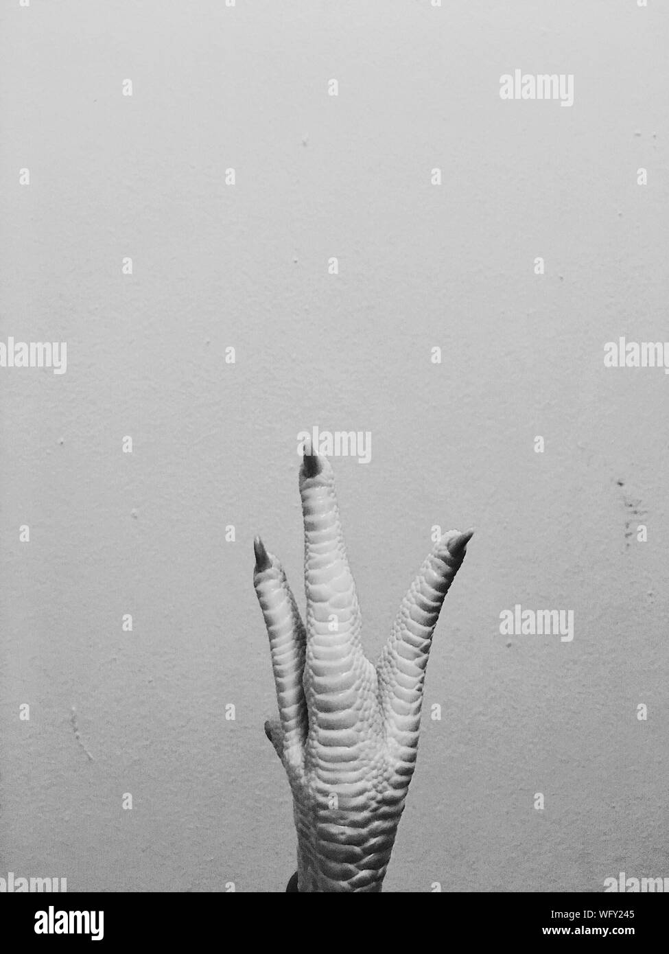 Animal Limb High Resolution Stock Photography and Images - Alamy