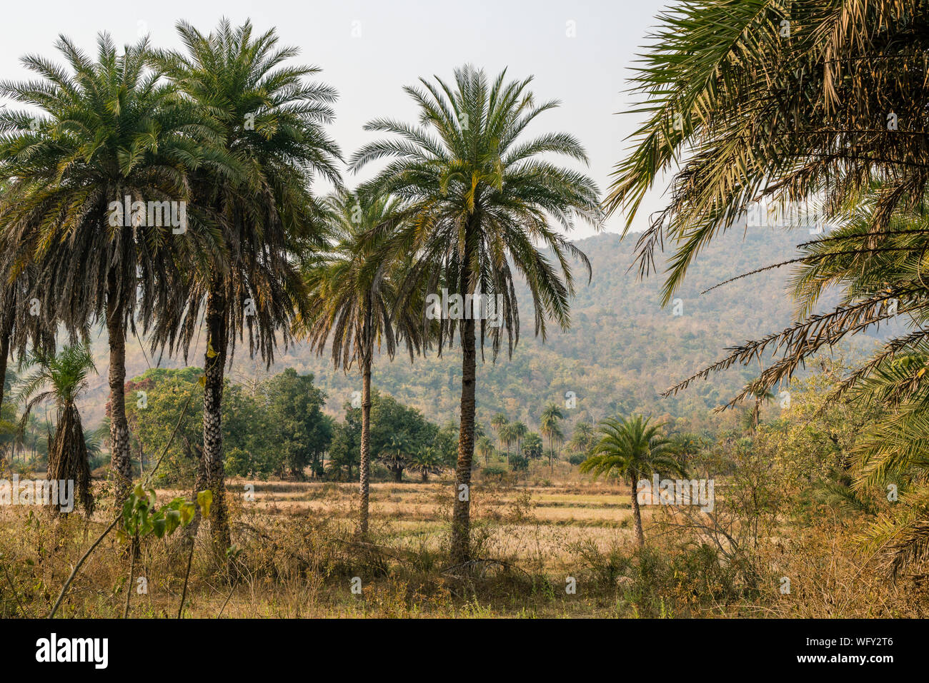 Phulbani hi-res stock photography and images - Alamy
