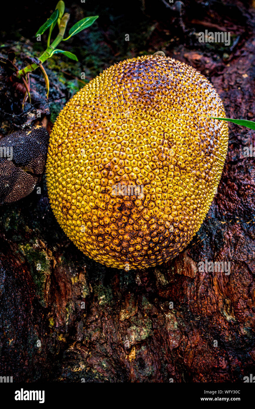 Jackfruit tree trunk hi-res stock photography and images - Alamy