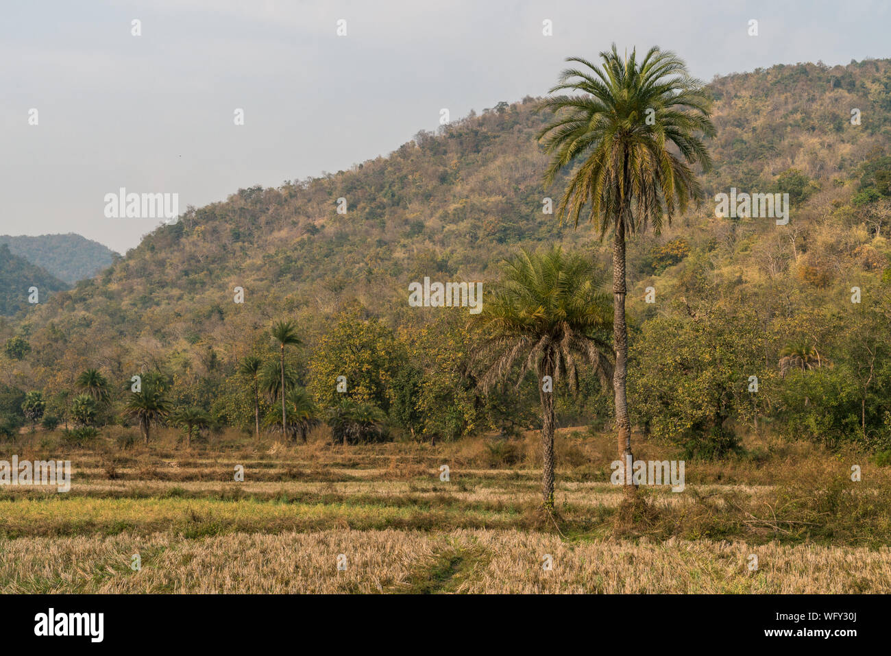 Fields of Phulbani, Odisha, India Stock Photo - Alamy