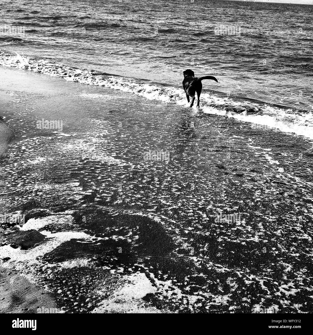 Dog rear view running hi-res stock photography and images - Alamy