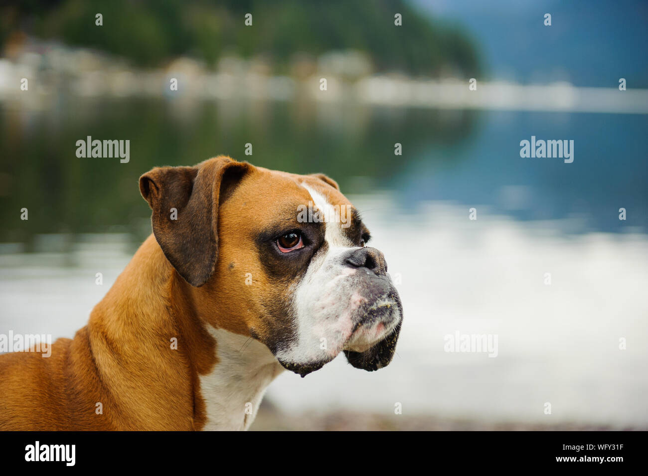 Boxer dog face close up hi-res stock photography and images - Alamy