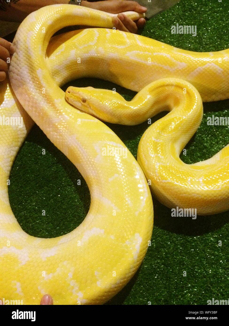 Burmese python close up hi-res stock photography and images - Alamy