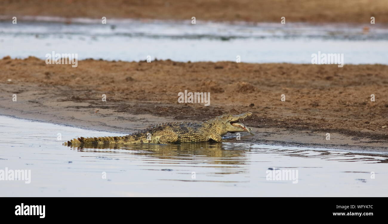 Crocodile Walking High Resolution Stock Photography and Images - Alamy