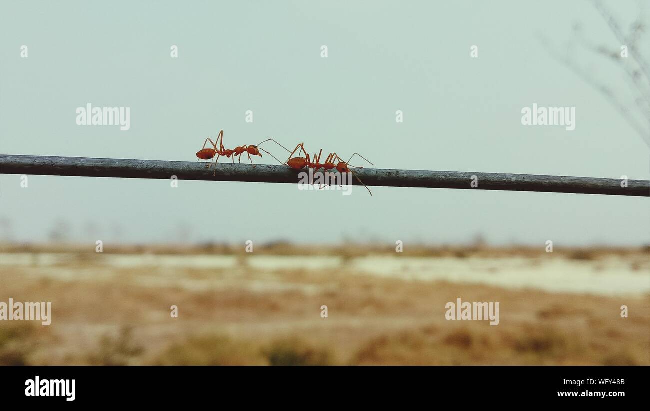 Ant walking stick hi-res stock photography and images - Alamy