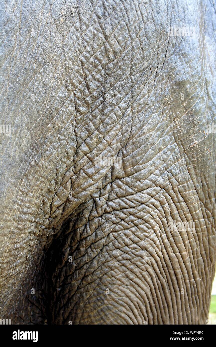 Full body of elephant hi-res stock photography and images - Alamy