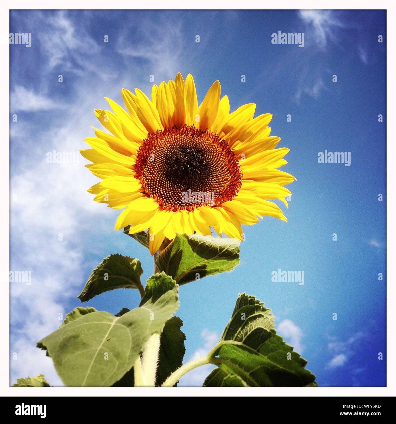 Sunflower view Cut Out Stock Images & Pictures - Alamy