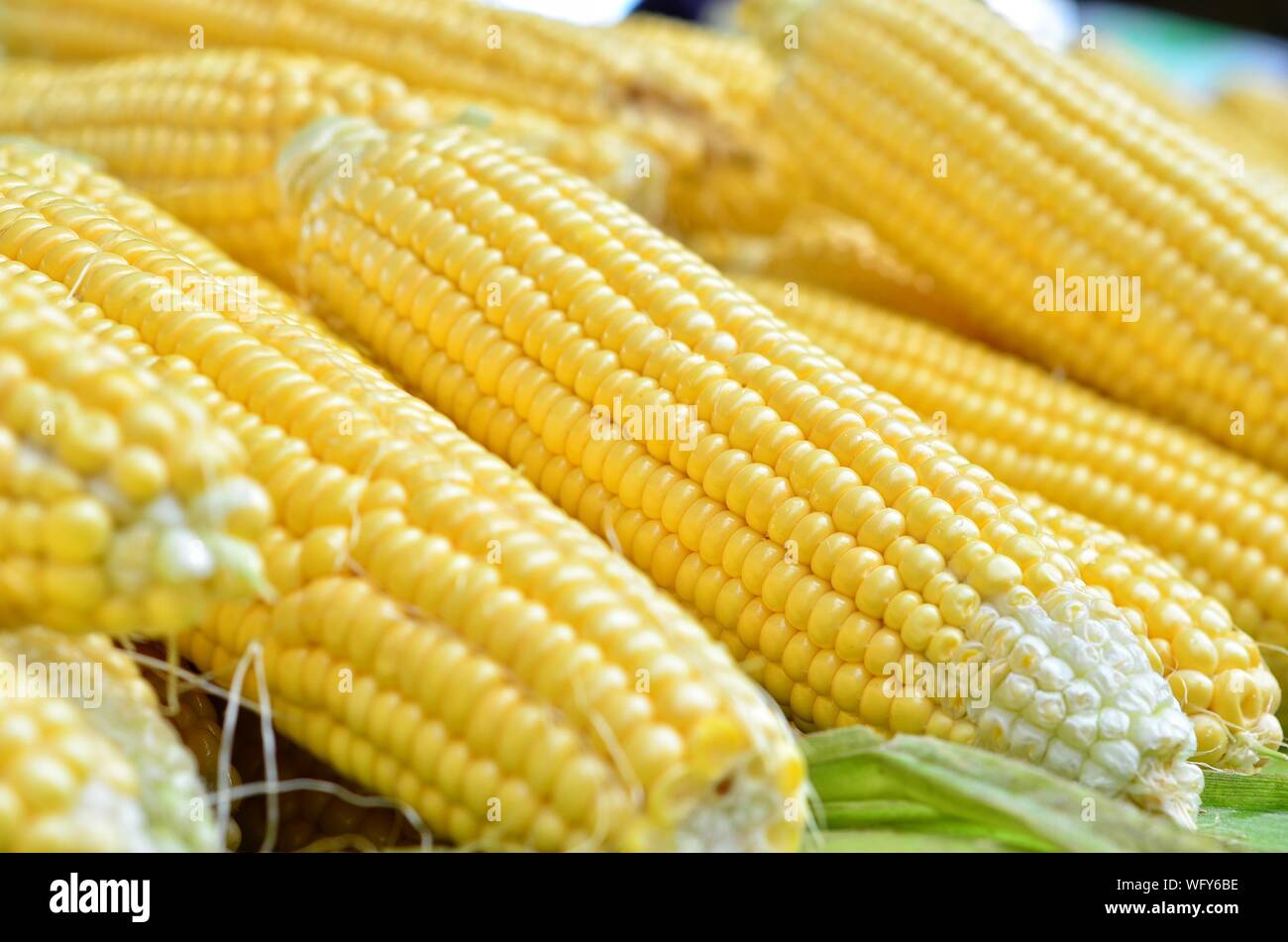 Corn cob in abundance hi-res stock photography and images - Alamy
