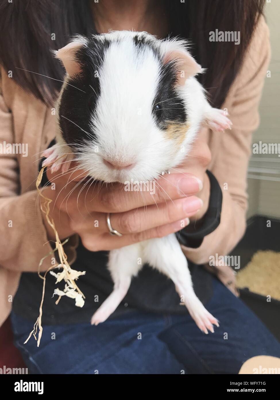 Woman and guinea pig hi-res stock photography and images - Alamy