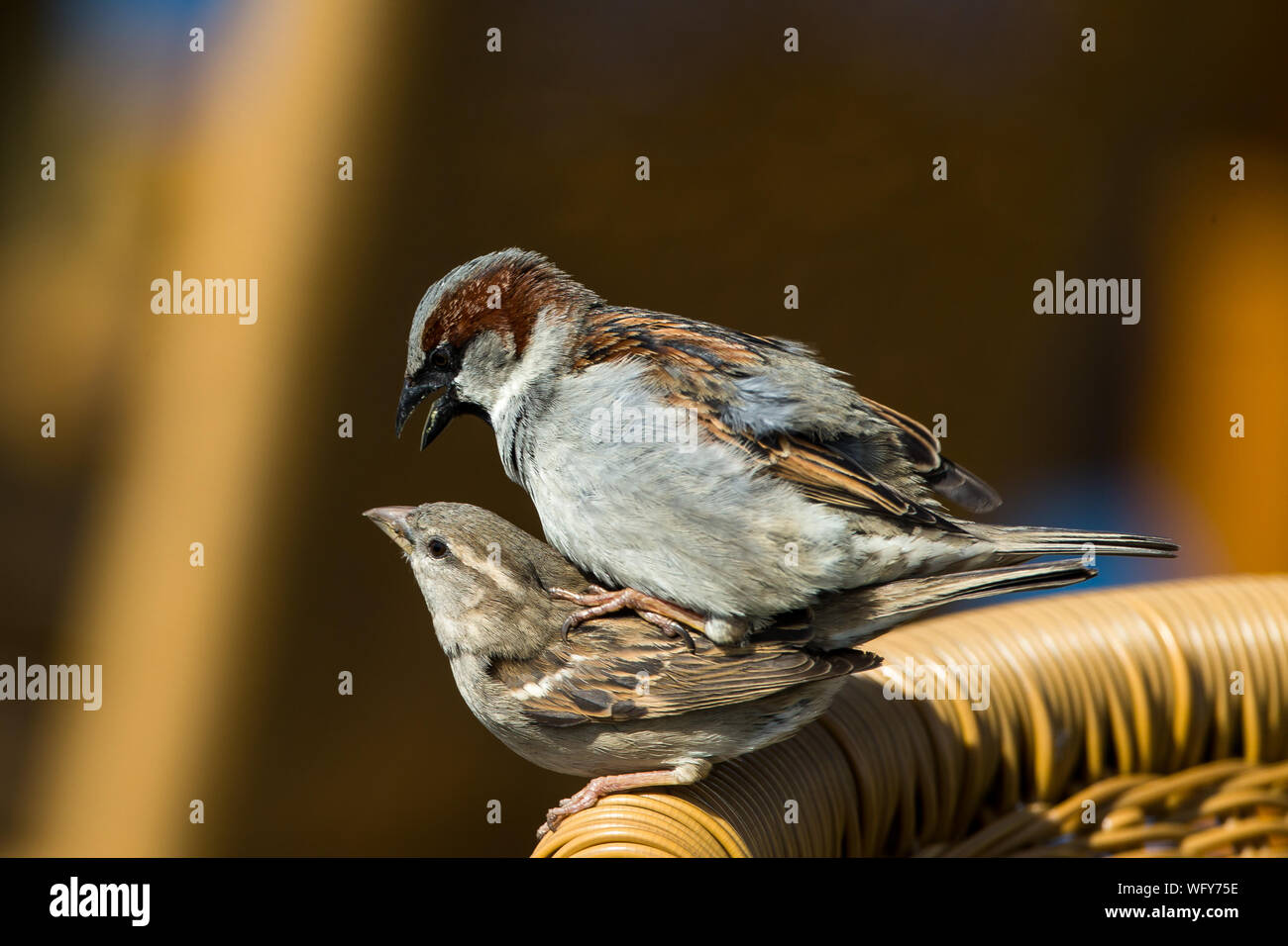 Two Female Sparrows High Resolution Stock Photography and Images - Alamy