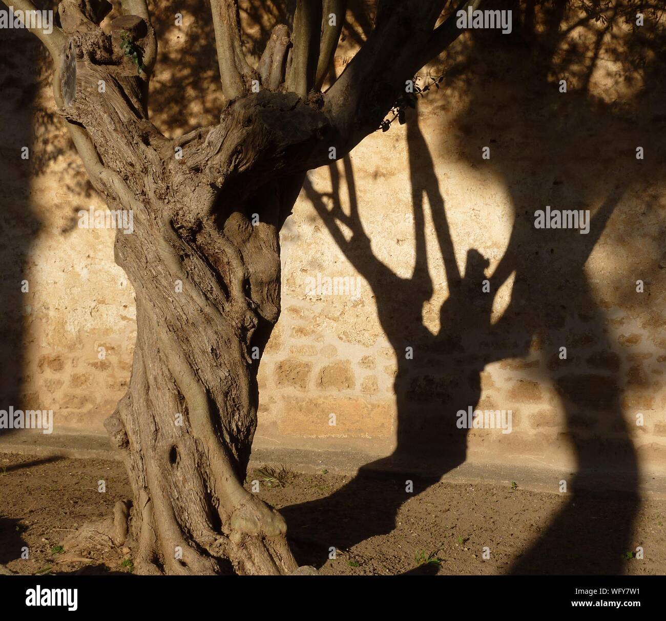 Tree shadow on the ground hi-res stock photography and images - Alamy