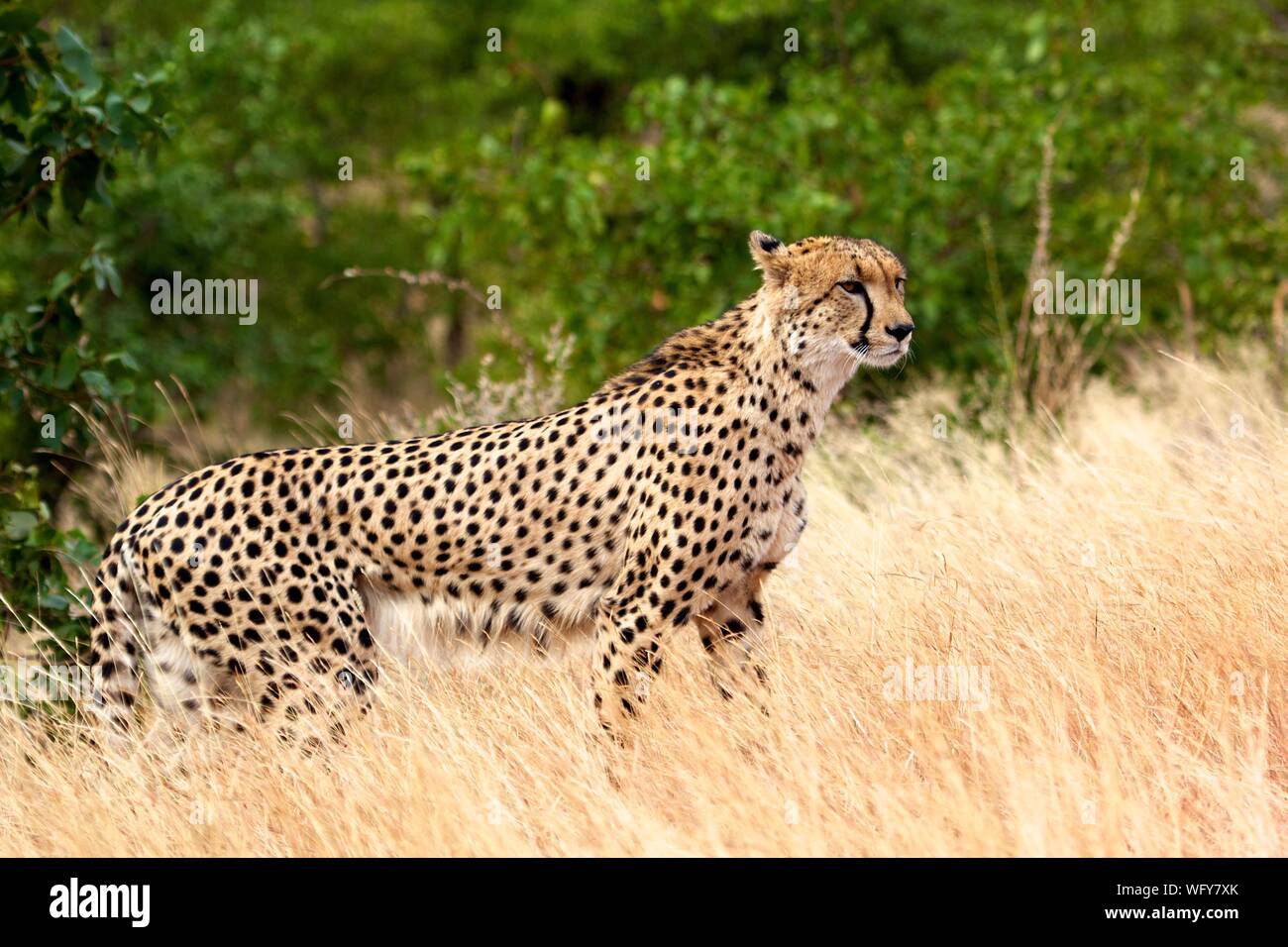 Cheetah in tall grass hi-res stock photography and images - Alamy