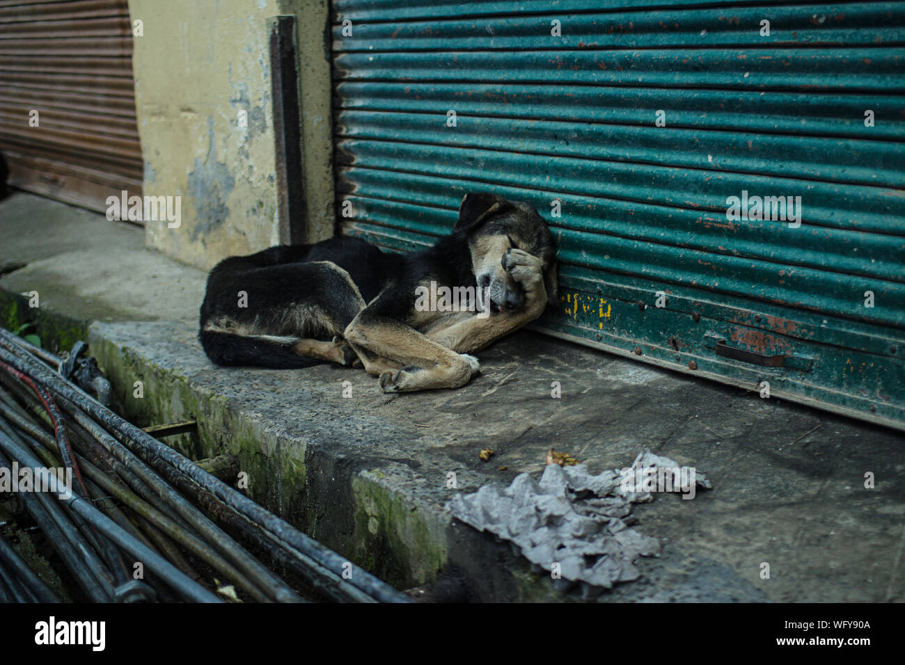 Shutter dog hi-res stock photography and images - Alamy