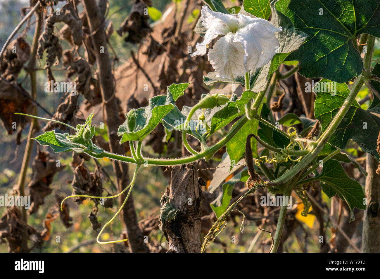 India mali hi-res stock photography and images - Alamy