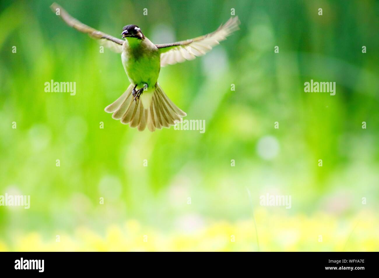 Bird Flying In Mid-air Stock Photo - Alamy