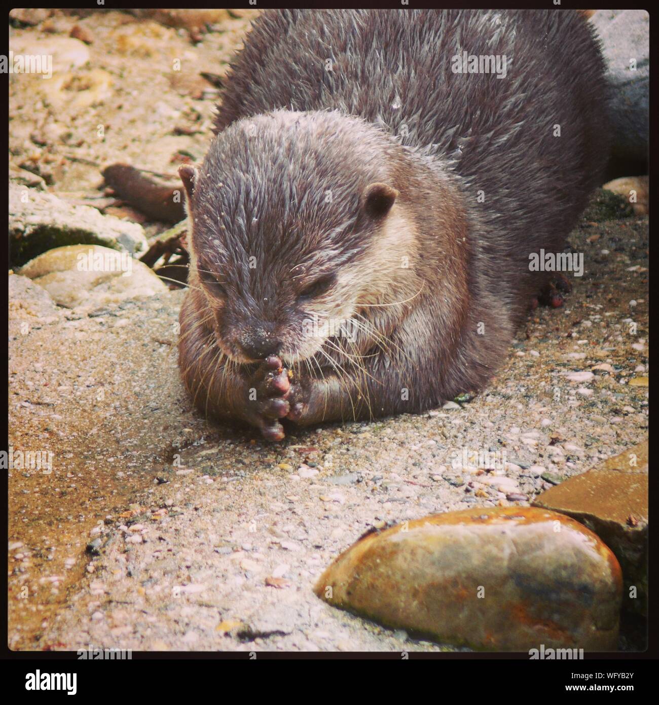Cute beaver hi-res stock photography and images - Alamy