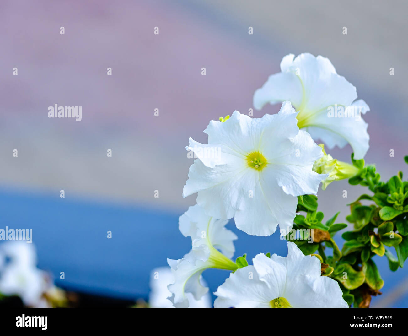 White petunia flowers in a planter hi-res stock photography and images ...