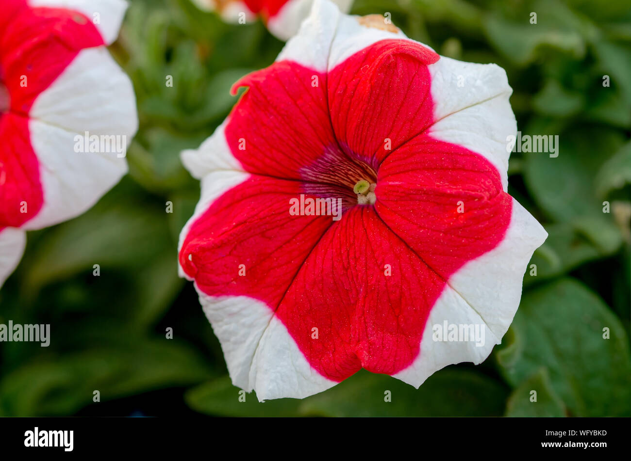 Red and white petunia hi-res stock photography and images - Alamy
