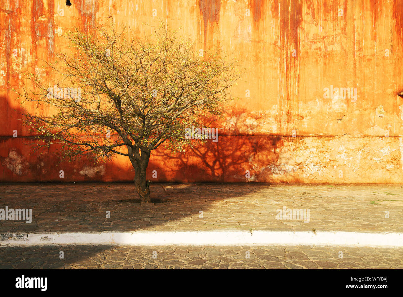Trunk tree leaves hi-res stock photography and images - Alamy